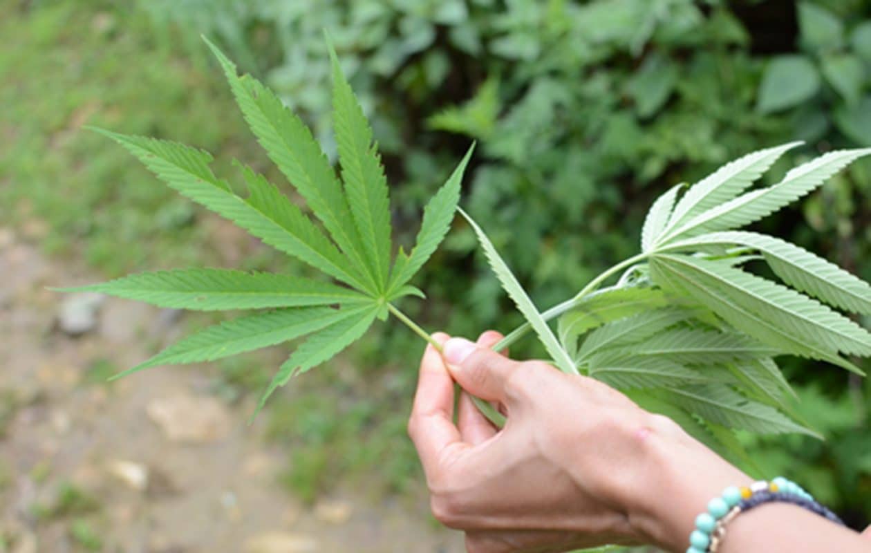 What's next for legalizing marijuana in New York?