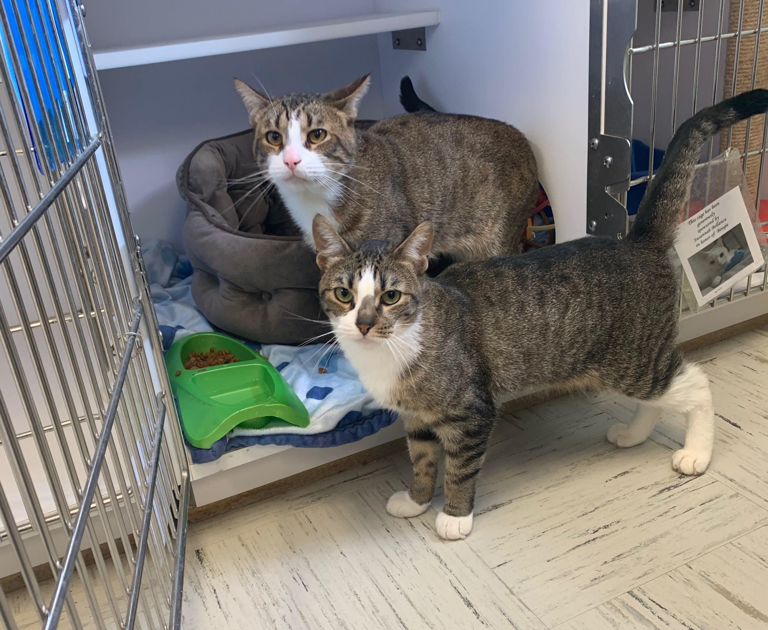 Happy Tails Animal Shelter raises awareness about 'less adoptable' pets ...