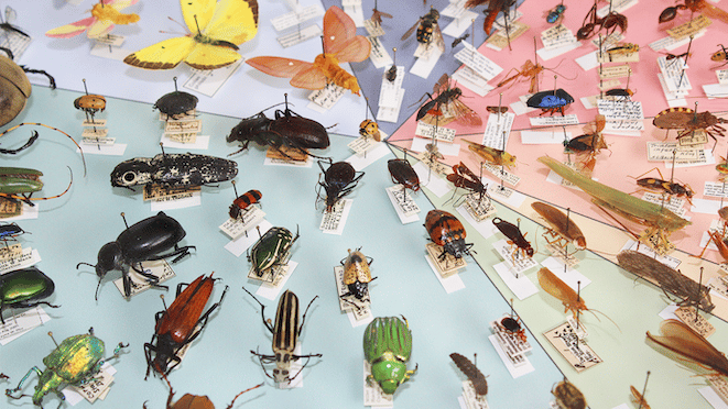 Museum of the Earth announces new exhibit featuring Cornell University ...