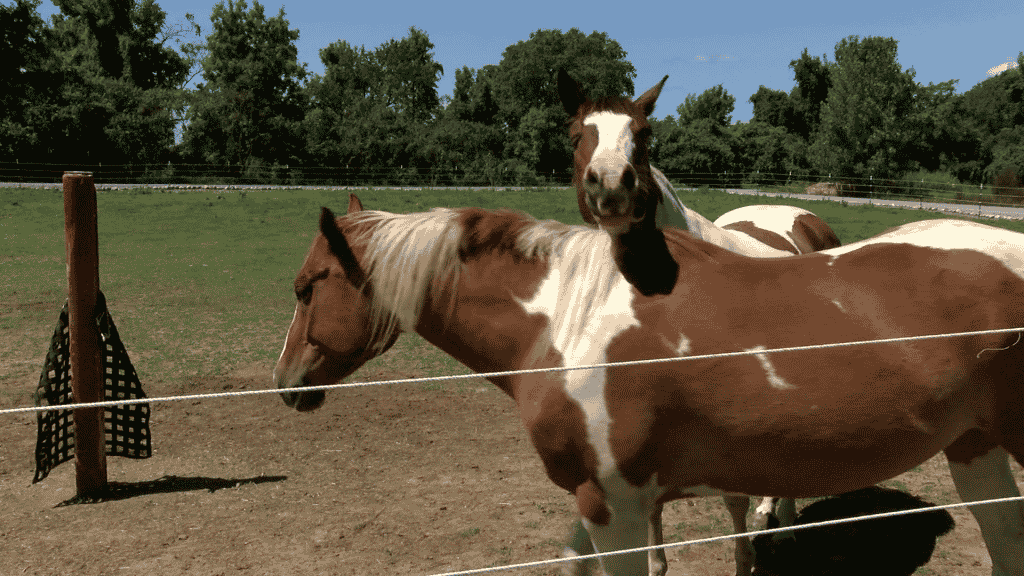 Farmington man charged with animal cruelty after two horses found dead Farmington man charged with animal cruelty after two horses found dead