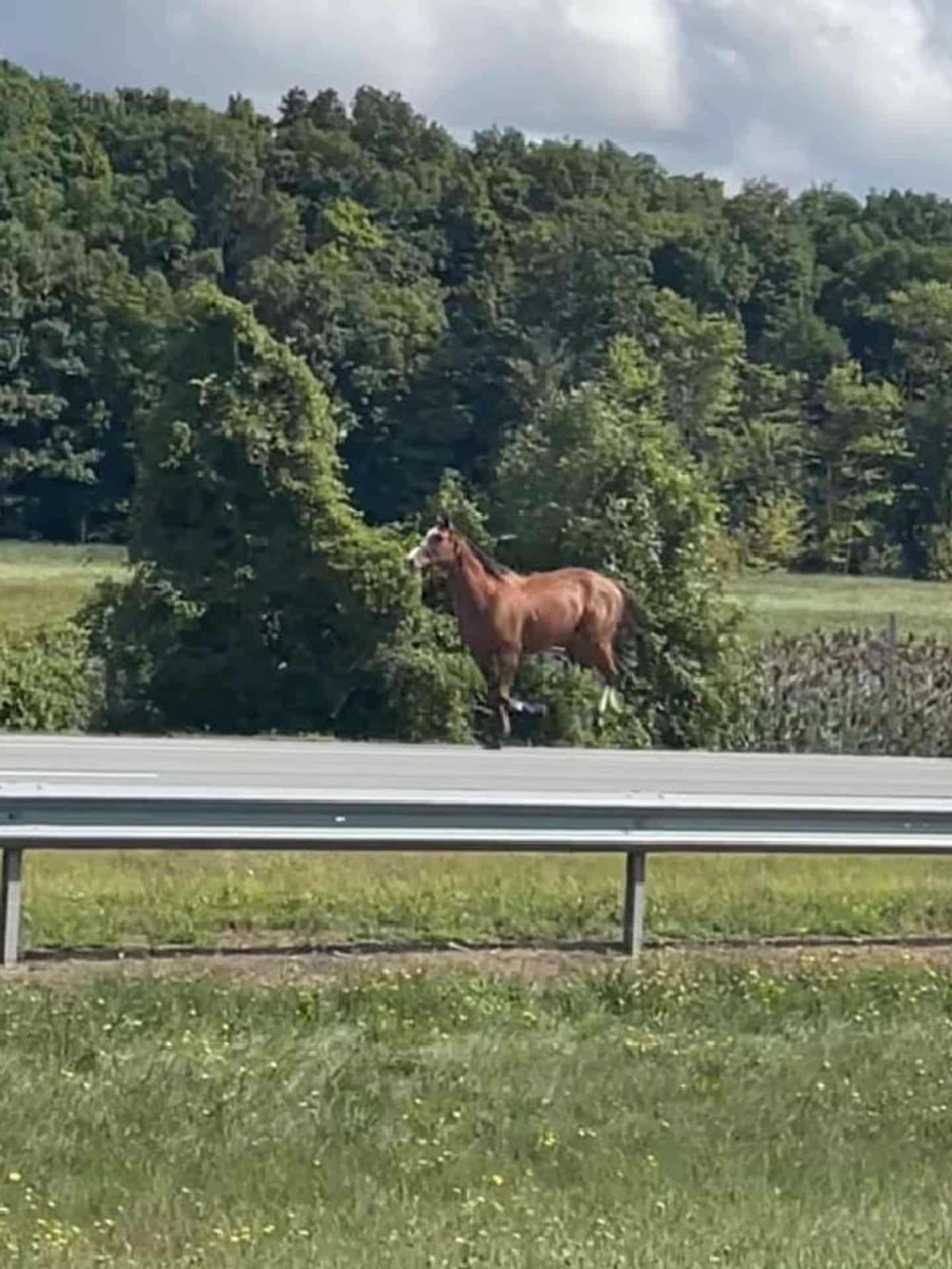 Horse escapes farm in Ontario County causing traffic jam on Thruway
