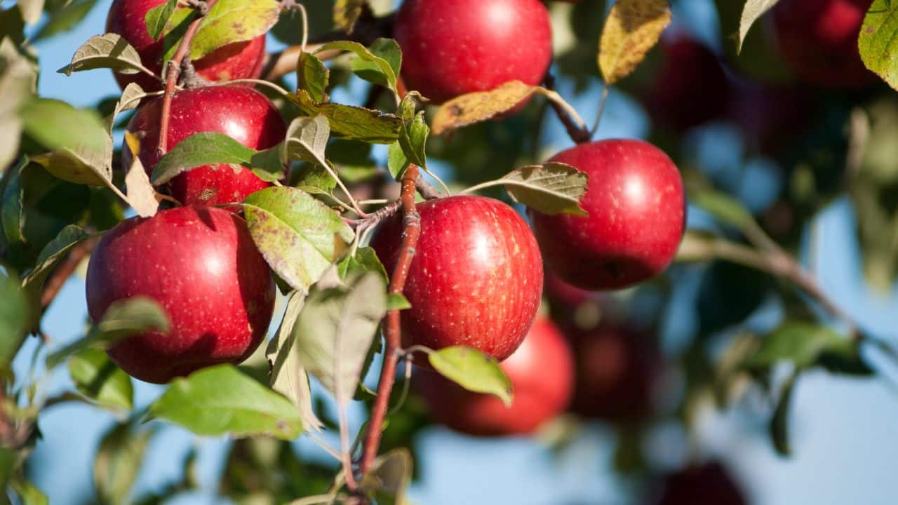 Wayne County fruit farm expanding with new warehouse