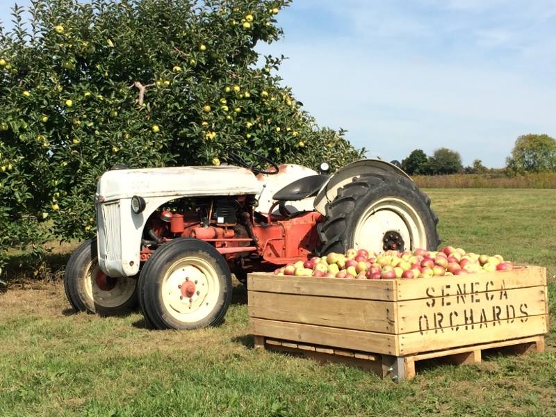 Seneca Orchards will shut down as fall arrives: Owner says it was a ...