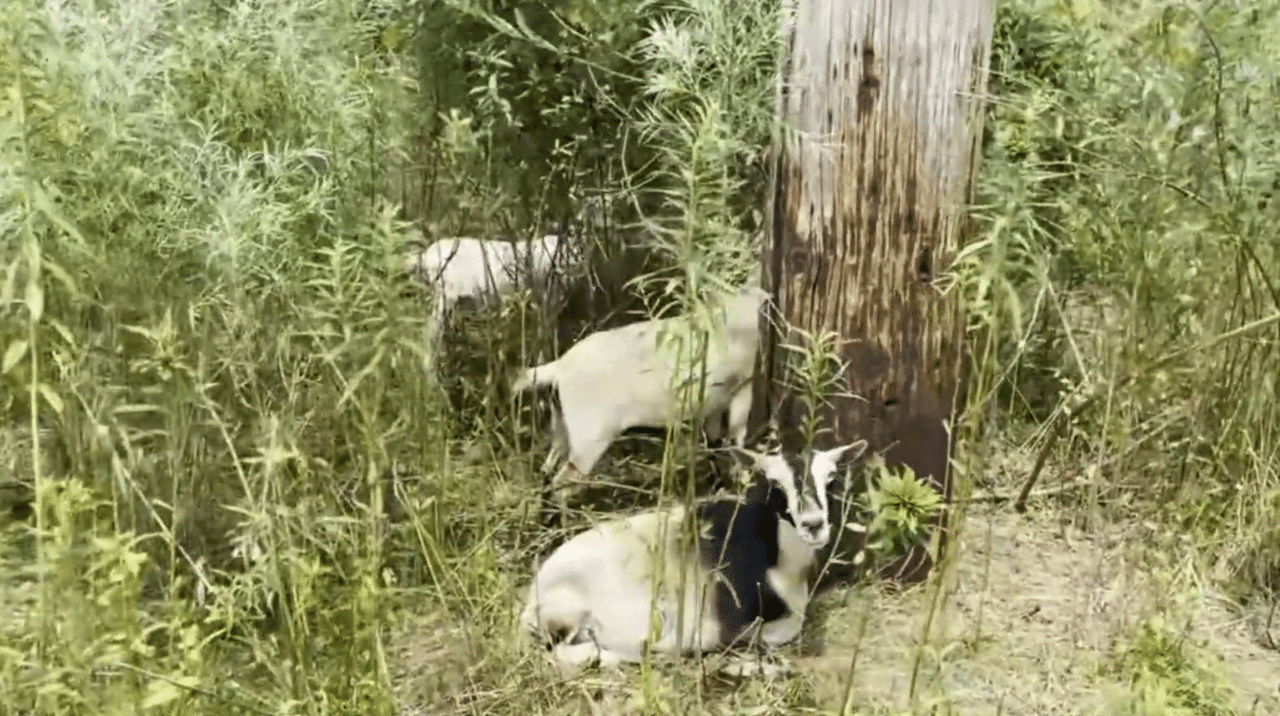 RG&E Deploys Rescue Goats from Victor Farm for Eco-Friendly Vegetation ...