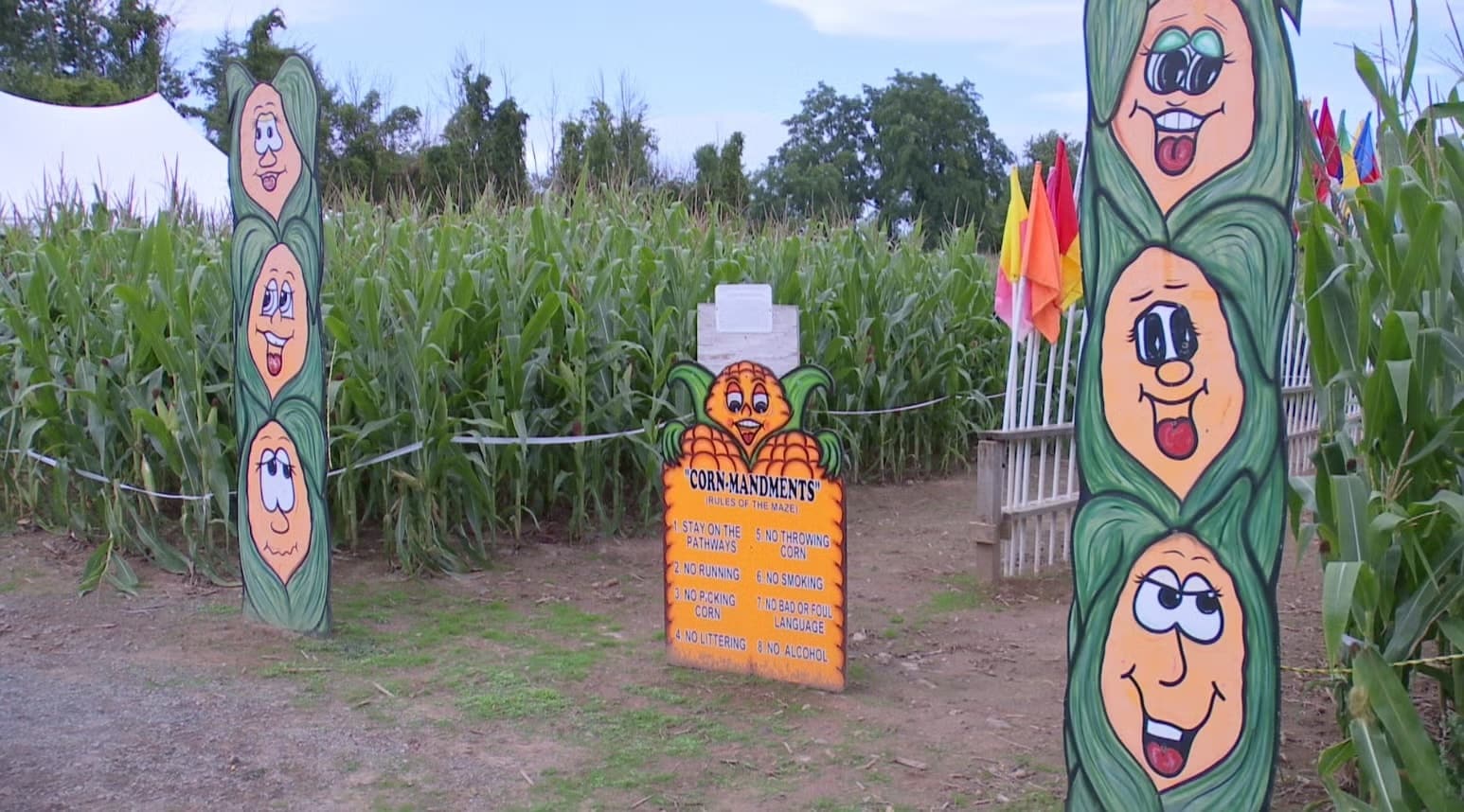 Giant Macedon corn maze celebrates 60 years of Mustang